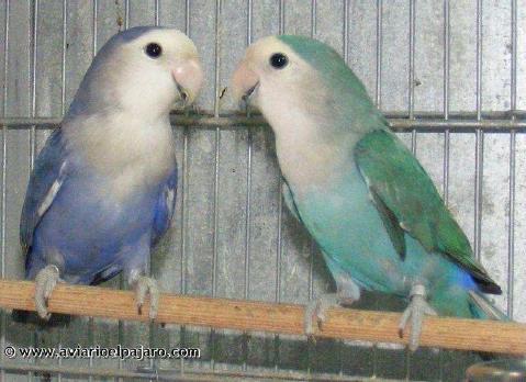 Mutaciones de los agapornis roseicolli : agapornis roseicolli verdes jade oliva cobalto malva ...